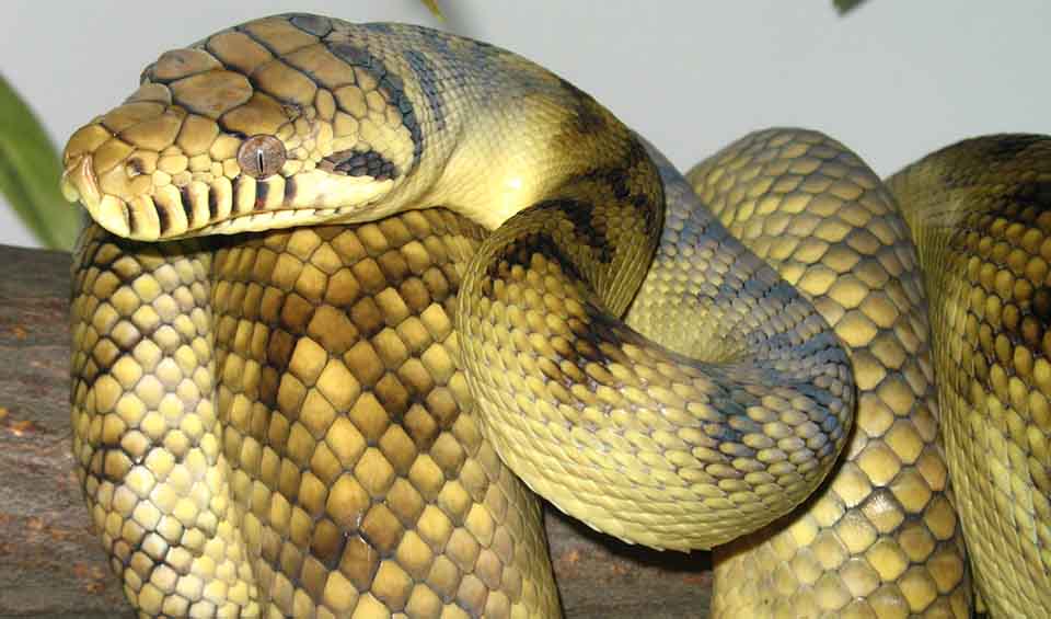 Amethystine python facts, distribution & population | BioDB
